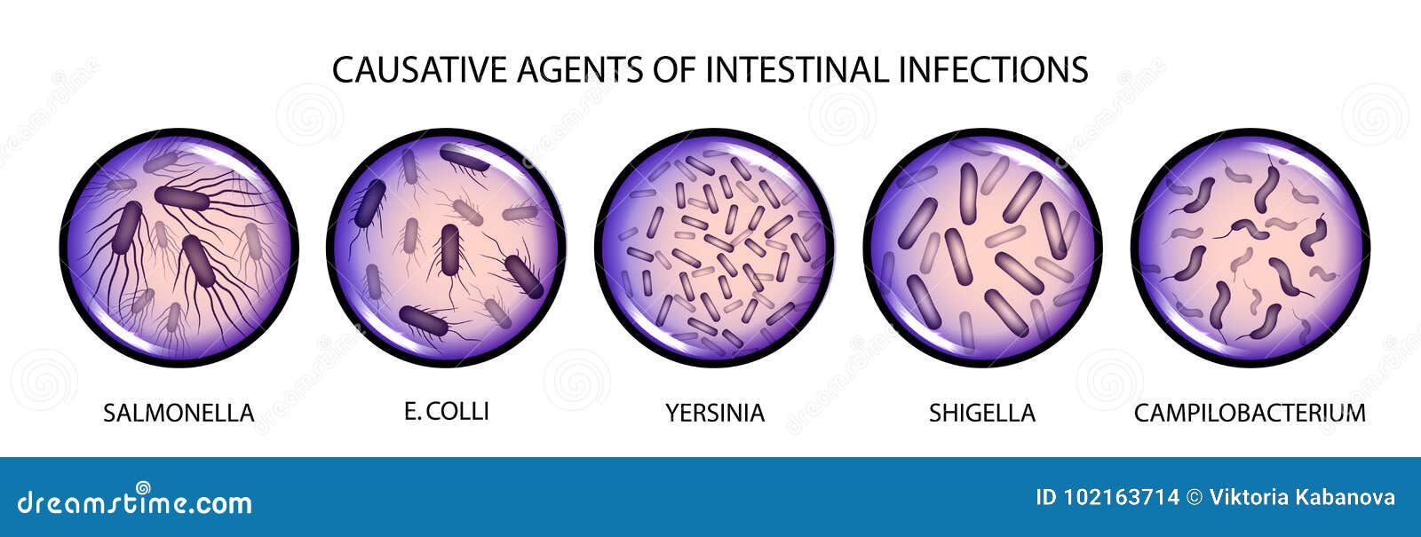 The Causative Agents of Intestinal Infections Stock Vector ...