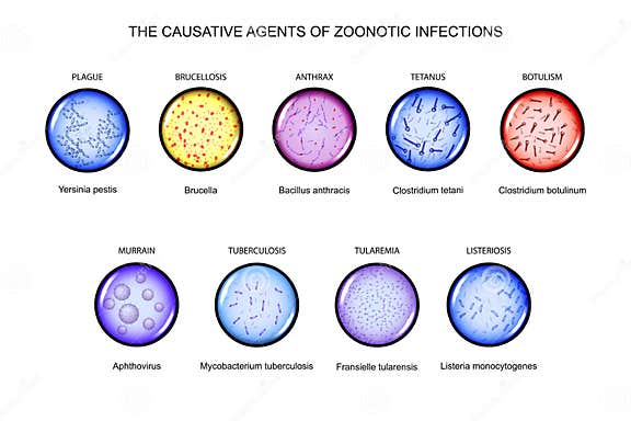 The Causative Agents of Zoonotic Infections Stock Vector - Illustration ...