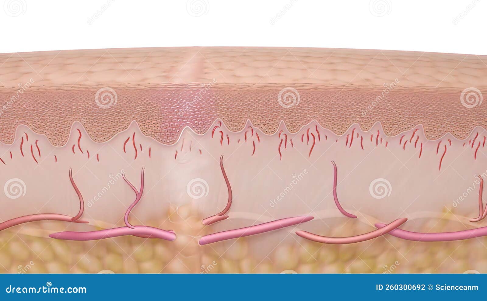 Caused by a Sharp Object. Scrapes, Abrasions, Scratches and Floor Burns ...