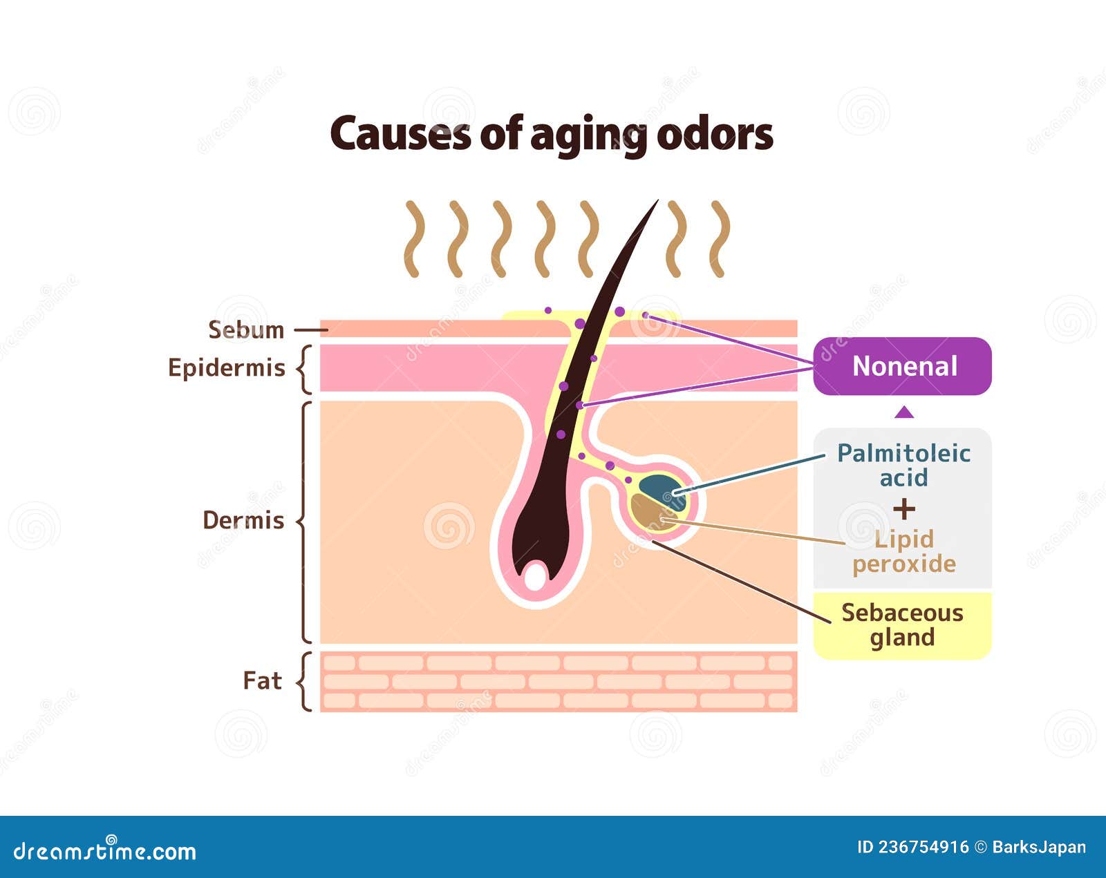 Causes of Aging Odors Vector Illustration Stock Vector - Illustration ... Causes of Aging Odors Vector Illustration Stock Vector - Illustration ...