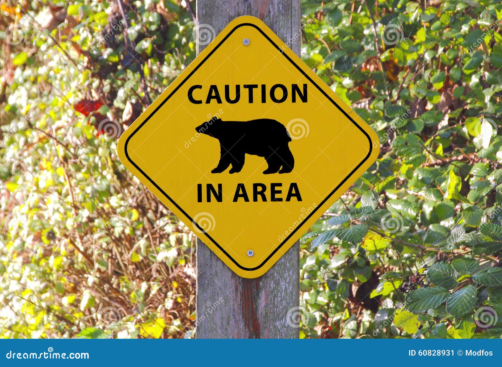 Caution Bear in Area Sign stock image. Image of bold - 60828931