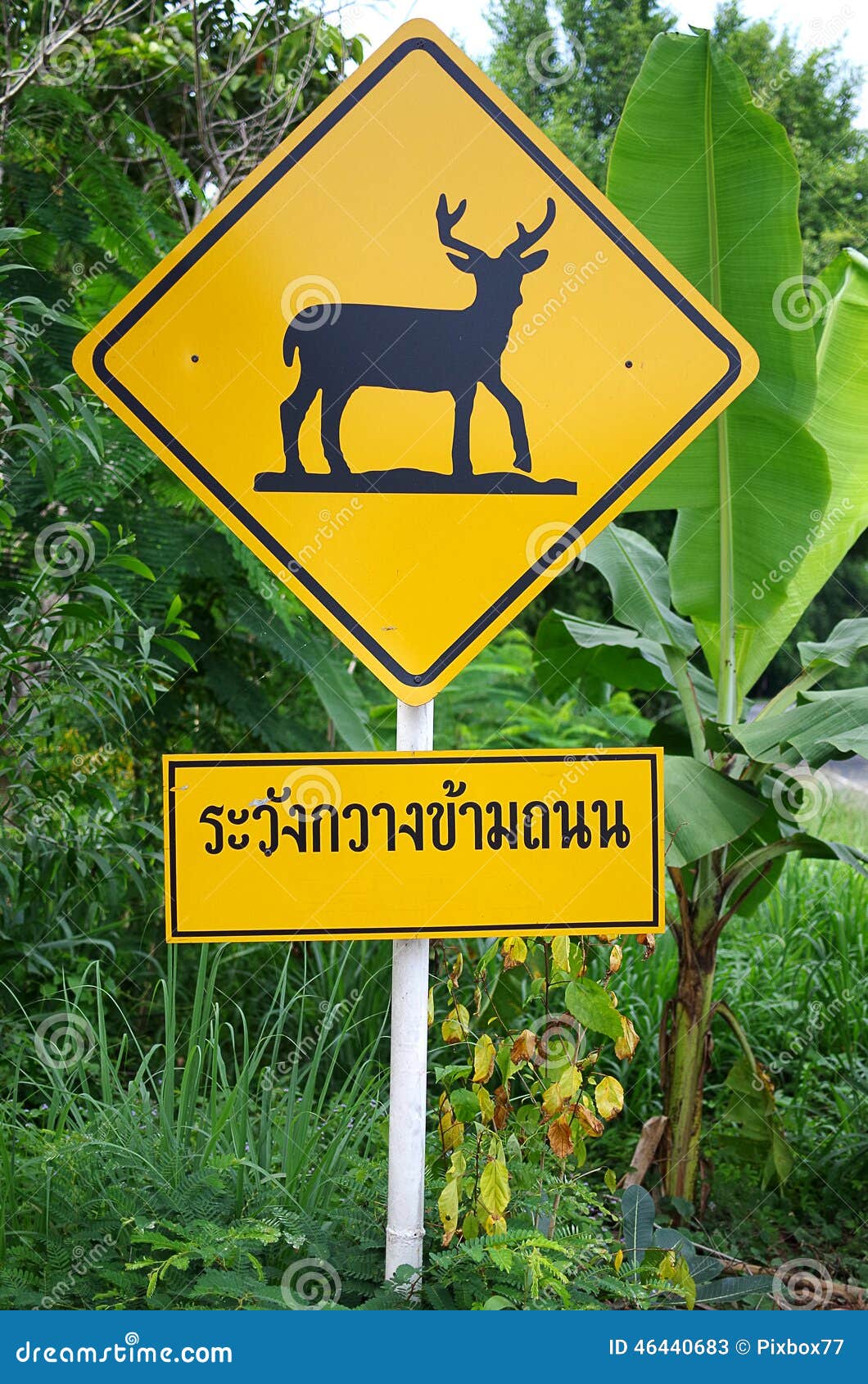 Caution Deer Crossing sign stock image. Image of season - 46440683