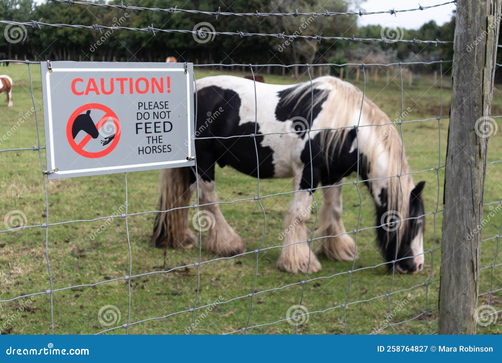 Caution Do Not Feed Alligators Warning Sign In The Okefenokee Swamp ... Caution Do Not Feed Alligators Warning Sign In The Okefenokee Swamp ...