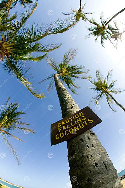 Caution Falling Coconuts stock image. Image of falling - 586517
