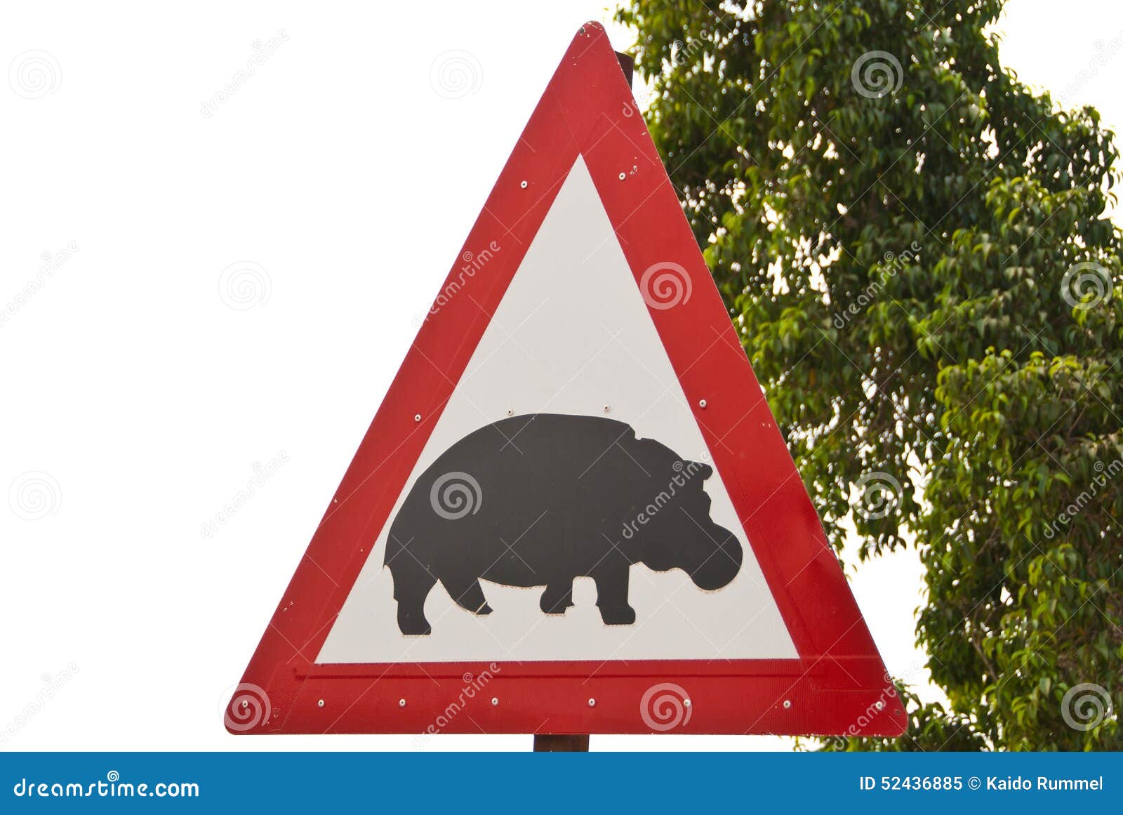 Caution: Hippos stock image. Image of highway, hippopotamuses - 52436885