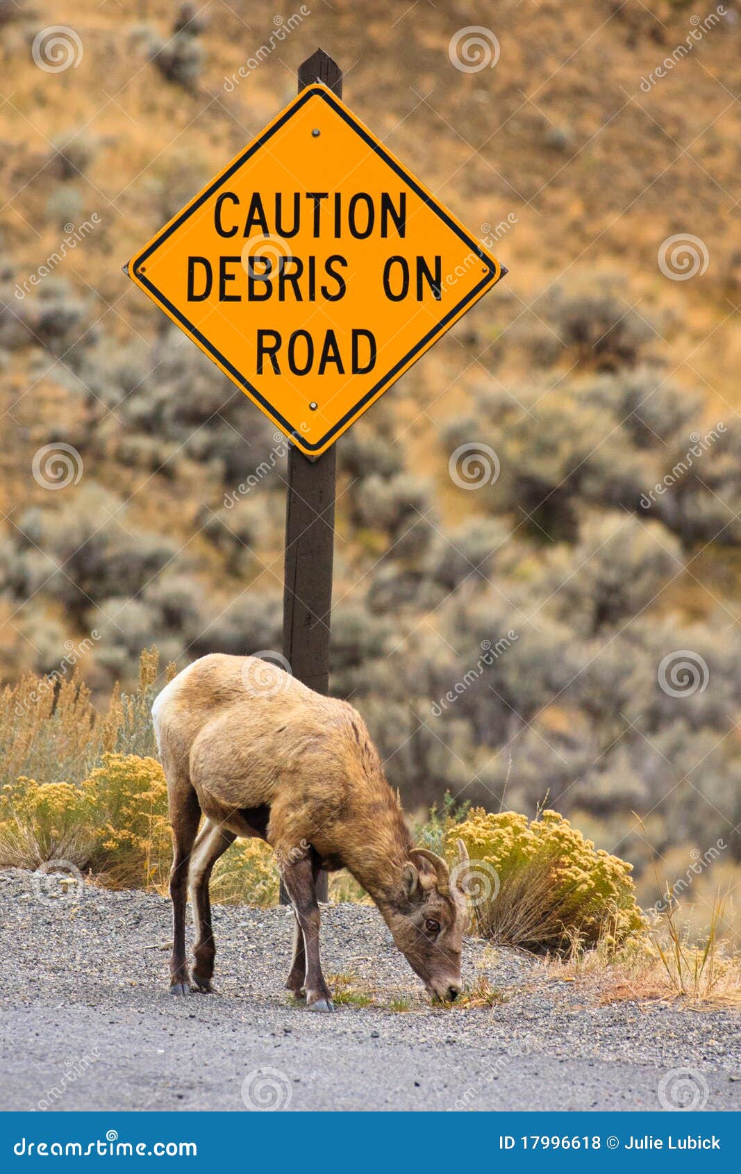 Caution Sign and Ewe stock photo. Image of caution, traffic - 17996618