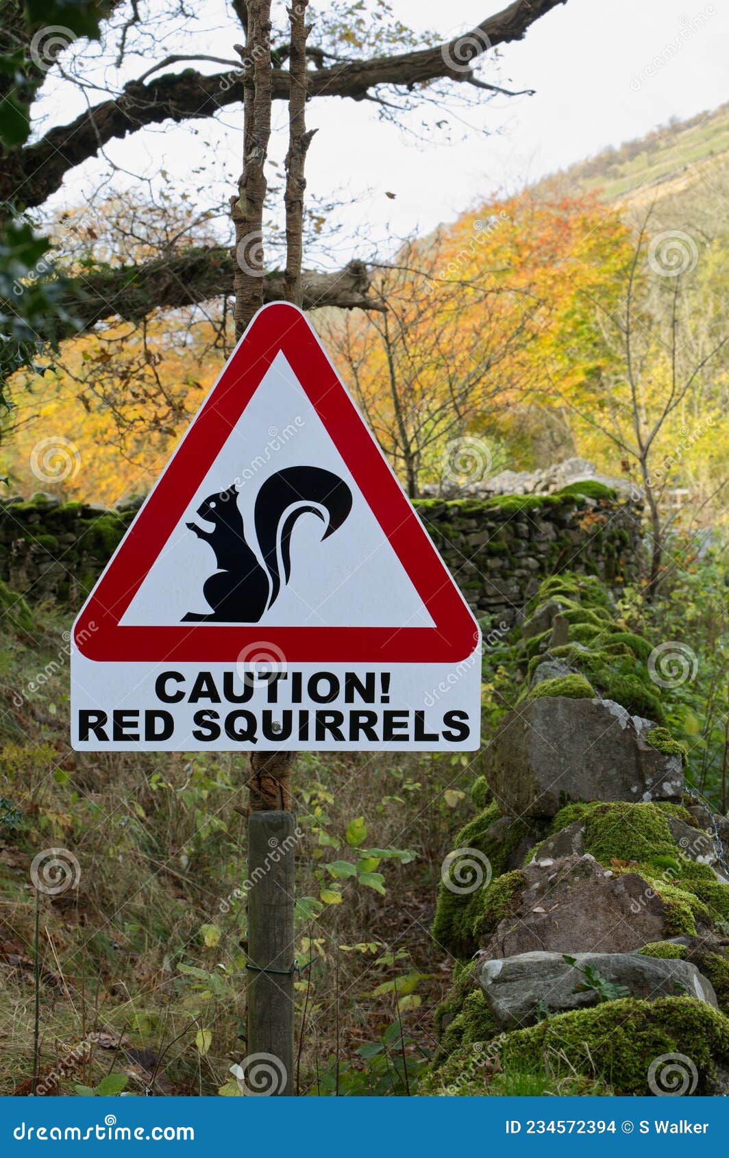 Caution Sign, Red Squirrels. Near Garsdale, Yorkshire Dales. Stock ...