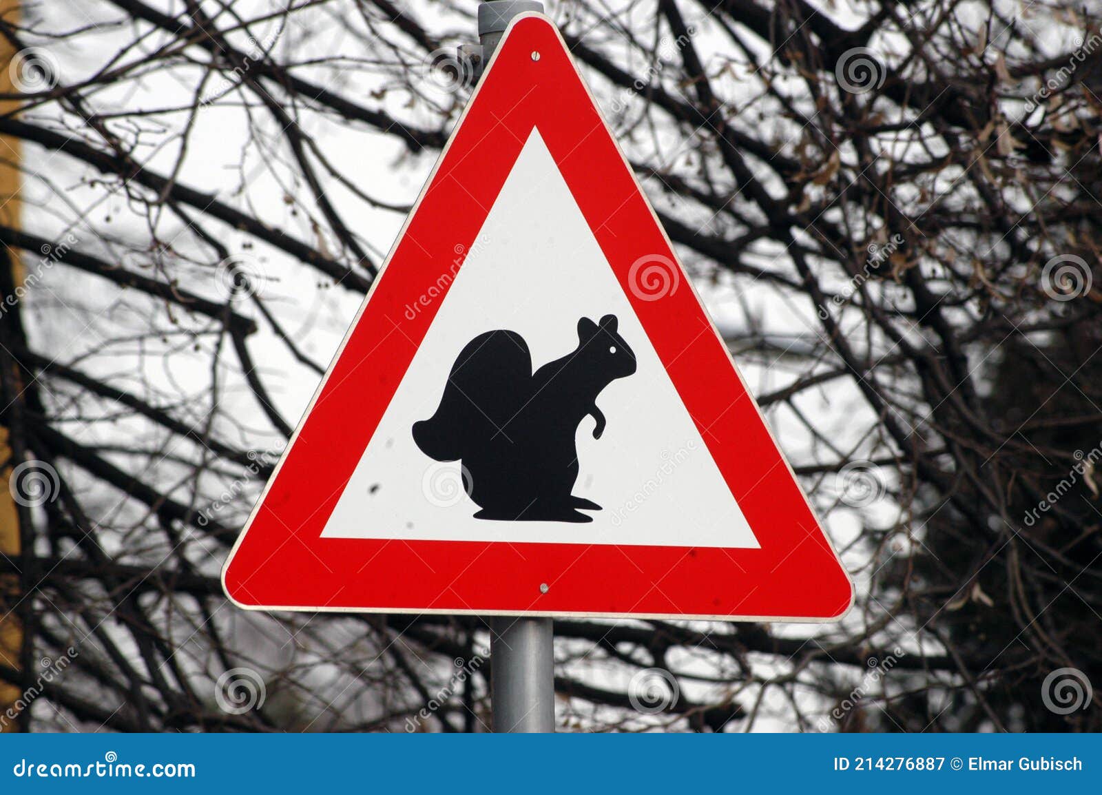 Caution Squirrel Crossing Sign, Red Triangle with Squirrel Stock Image ...