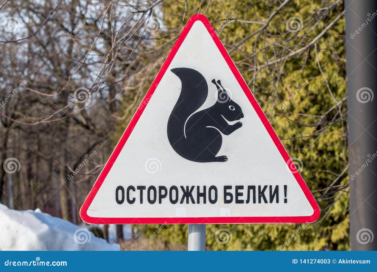 Road Sign with the Inscription in Russian: Caution Squirrels Stock ...