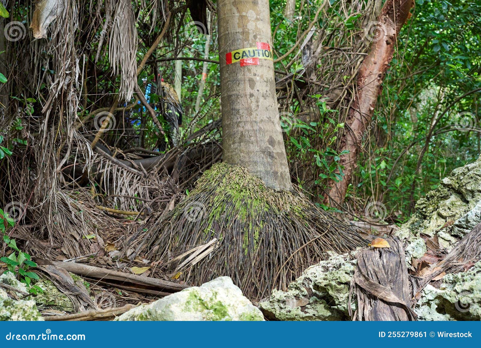 Caution Sticker on a Tree Trunk in the Forest Stock Image - Image of ...