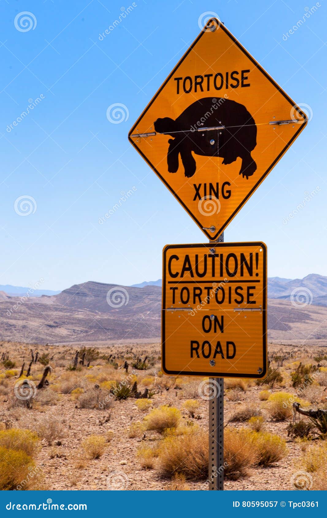 Caution, Tortoise Crossing stock image. Image of muntains - 80595057