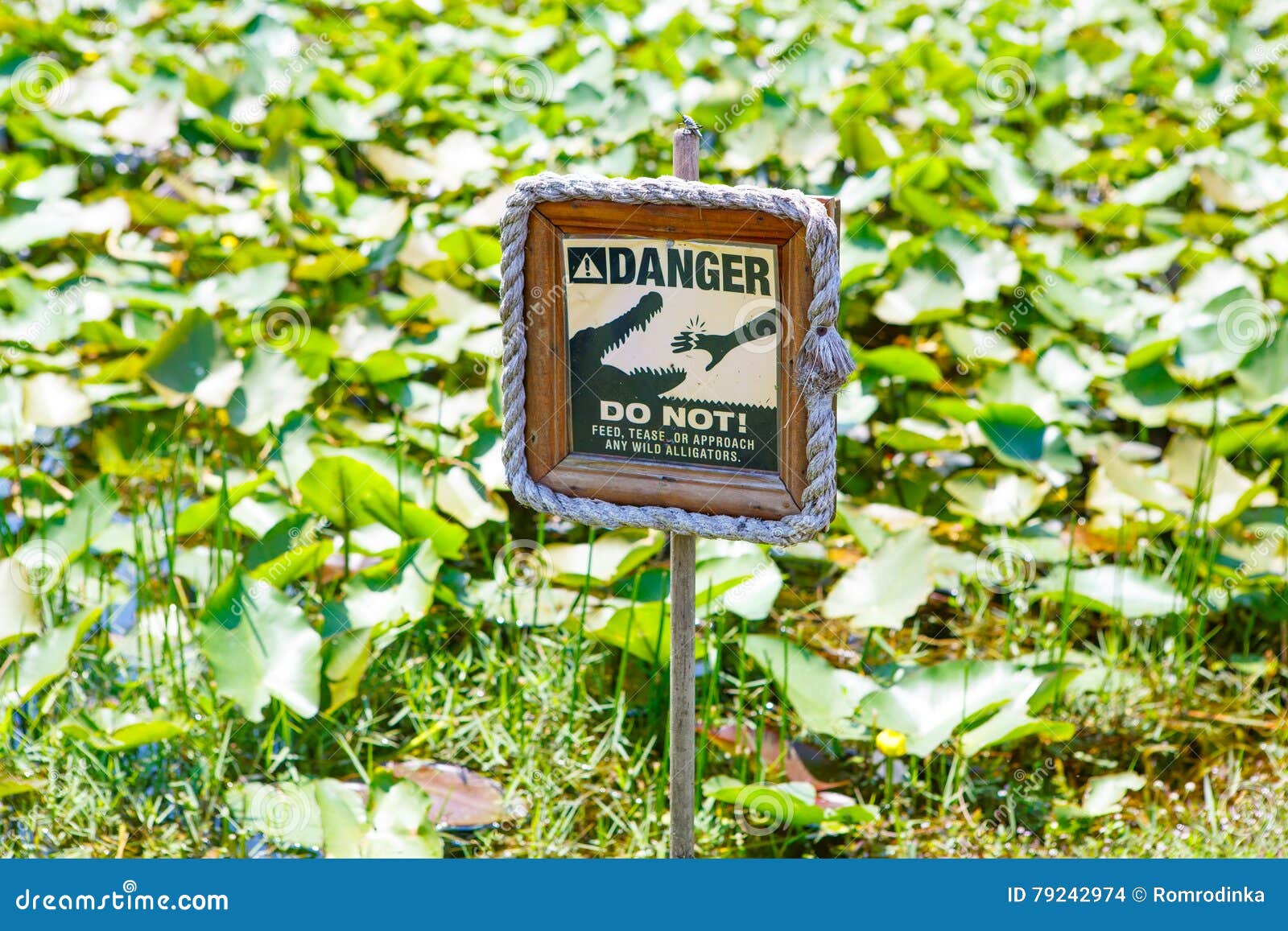 Caution Do Not Feed Alligators Warning Sign In The Okefenokee Swamp ... Caution Do Not Feed Alligators Warning Sign In The Okefenokee Swamp ...