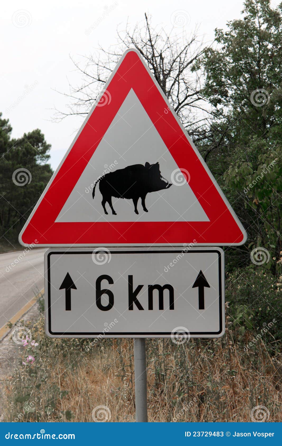 Caution Wild Boar Road Sign Picture. Image: 23729483