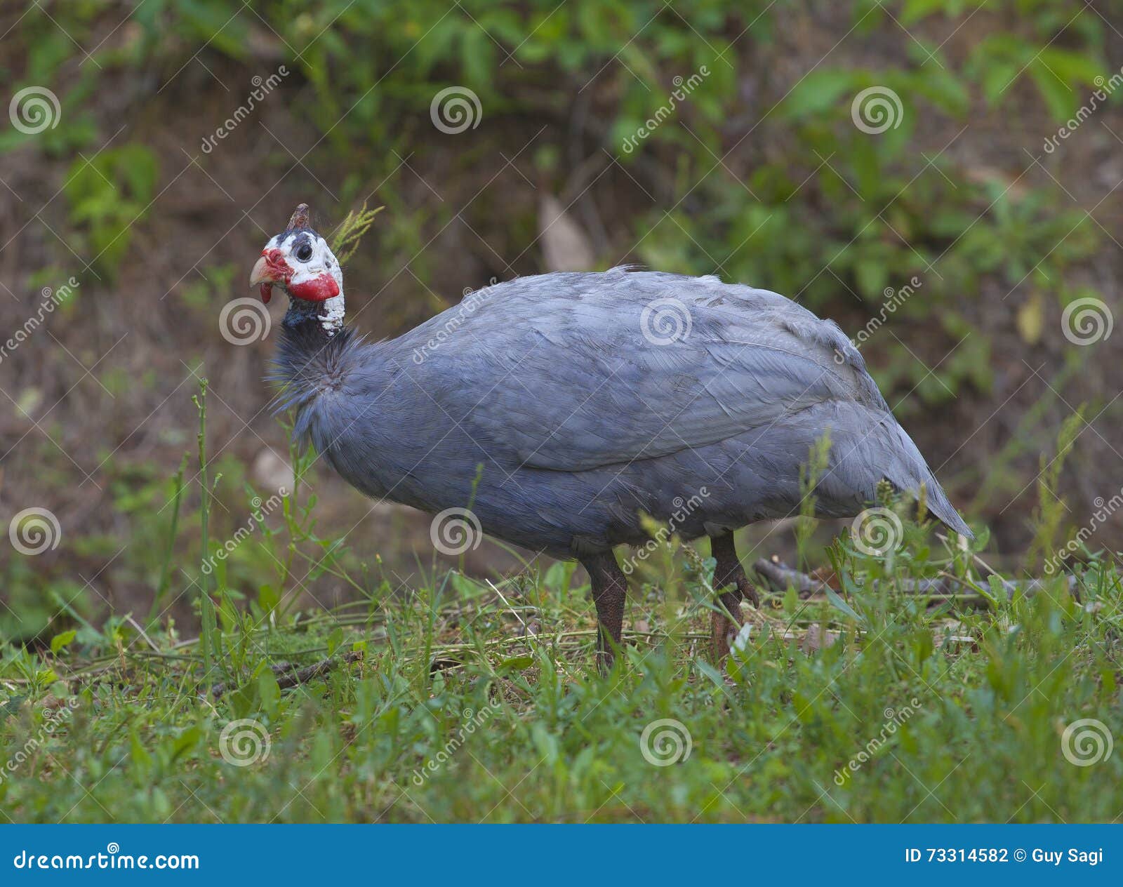 Cautious bird stock photo. Image of farm, animal, grass - 73314582