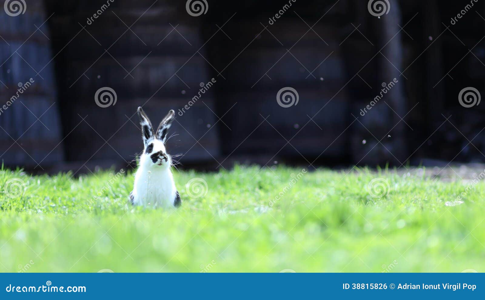 Cautious Bunny Rabbit in Grass Stock Photo - Image of charming, animals ...