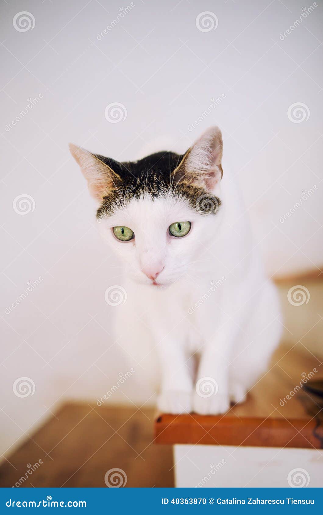 Cautious cat stock photo. Image of eyes, watching, siamese - 40363870
