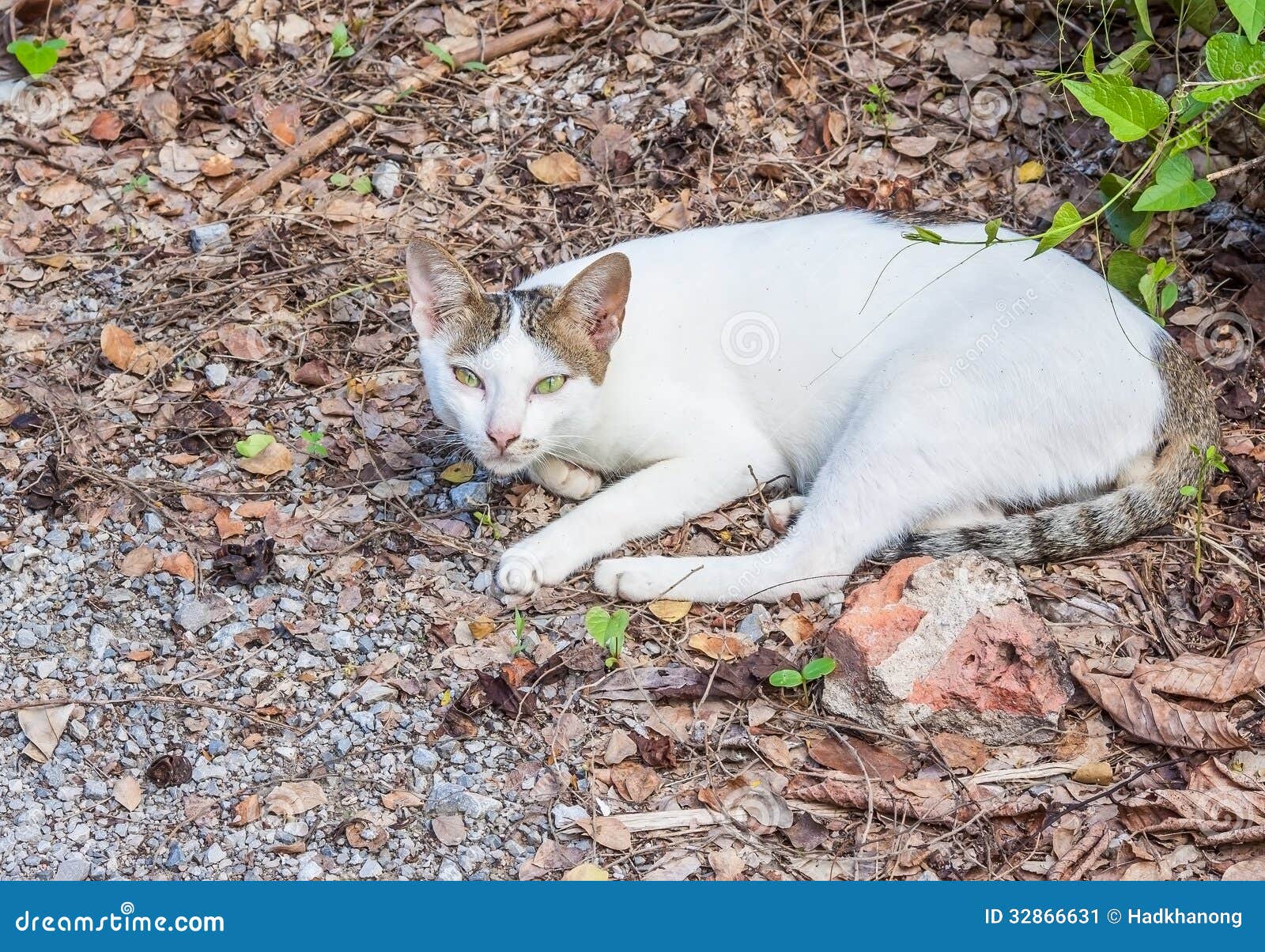 Cautious cat stock image. Image of portrait, playful - 32866631