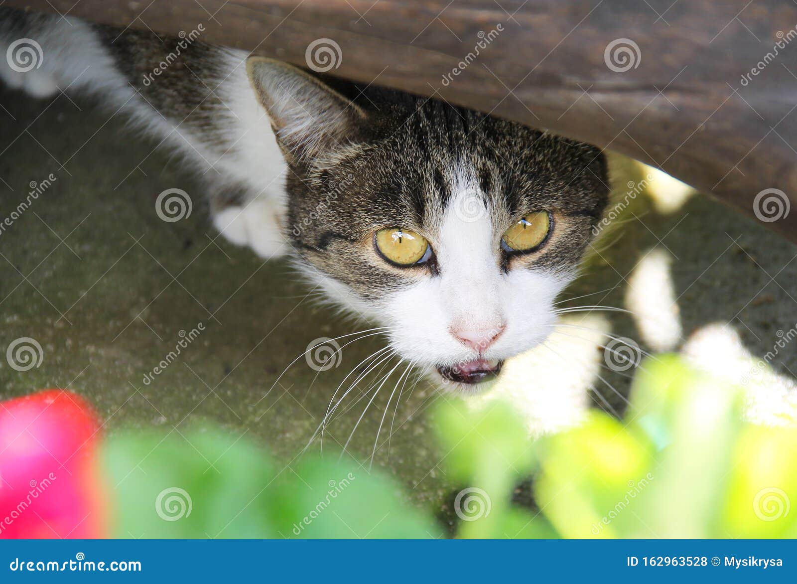 Cautious cat stock photo. Image of shaggy, eyes, careful - 162963528