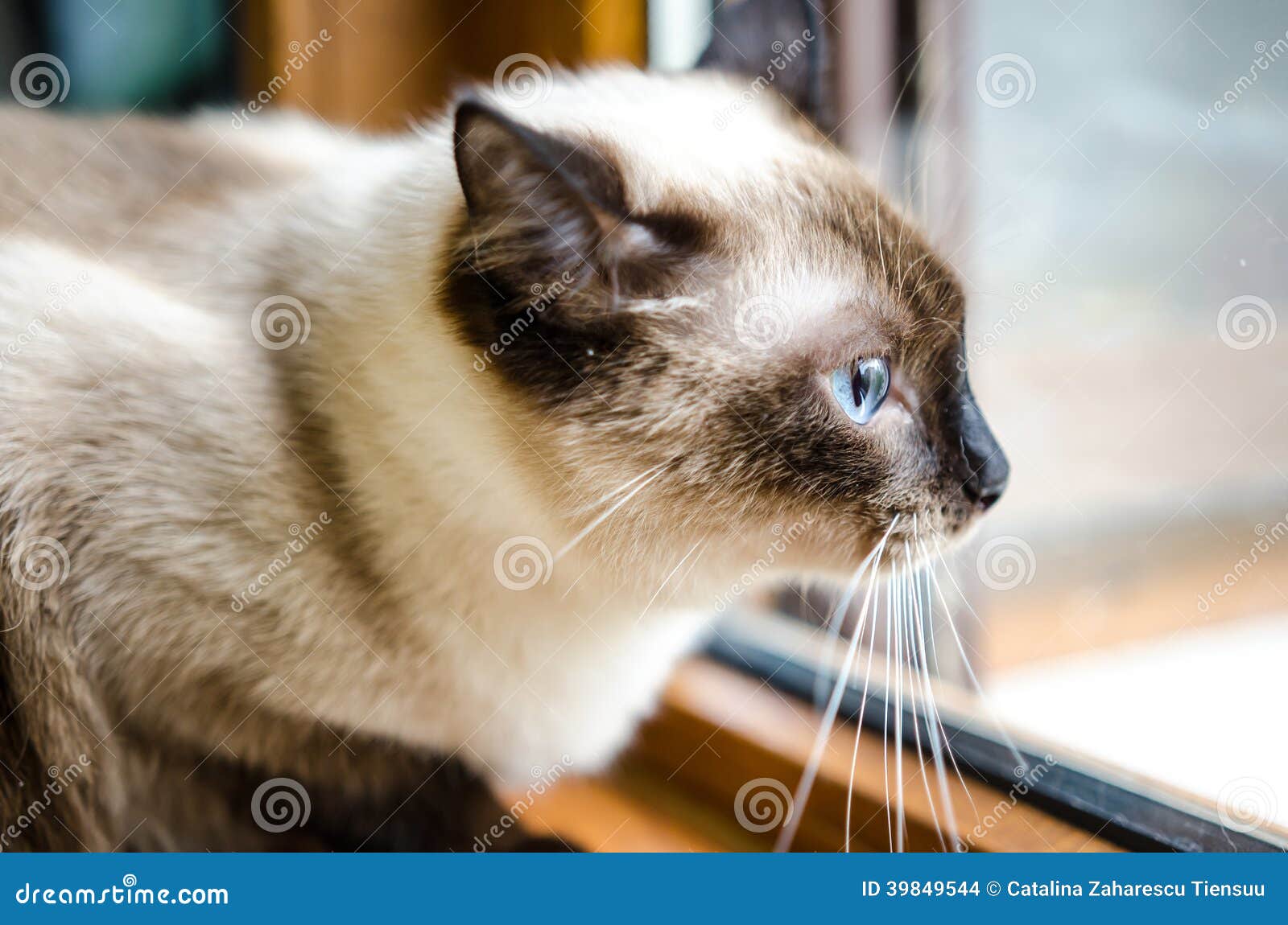 Cautious cat stock photo. Image of animal, black, light - 39849544