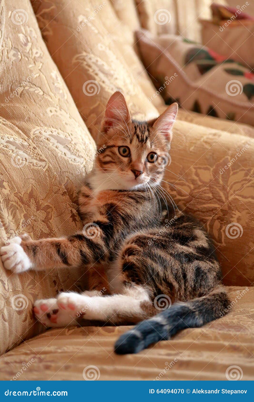Cautious Cat is Sitting on the Couch Stock Photo - Image of domestic ...