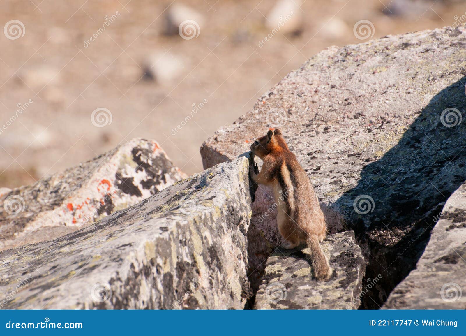 Cautious chipmunk stock image. Image of behavior, wildlife - 22117747
