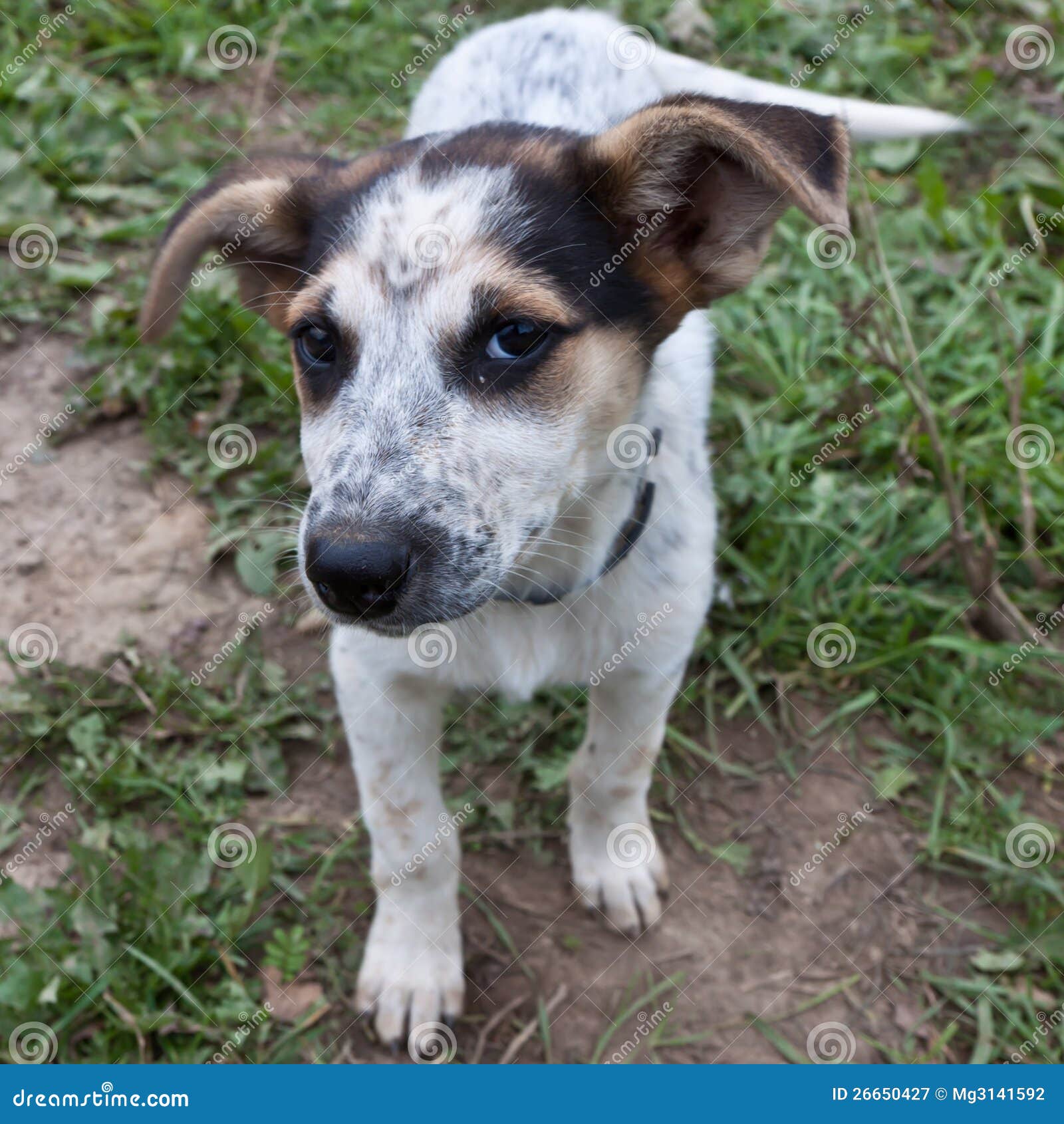 Cautious dog stock image. Image of grass, nose, wild - 26650427