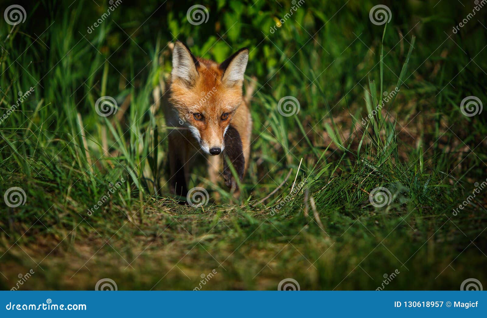 Cautious fox stock image. Image of bright, cautious - 130618957