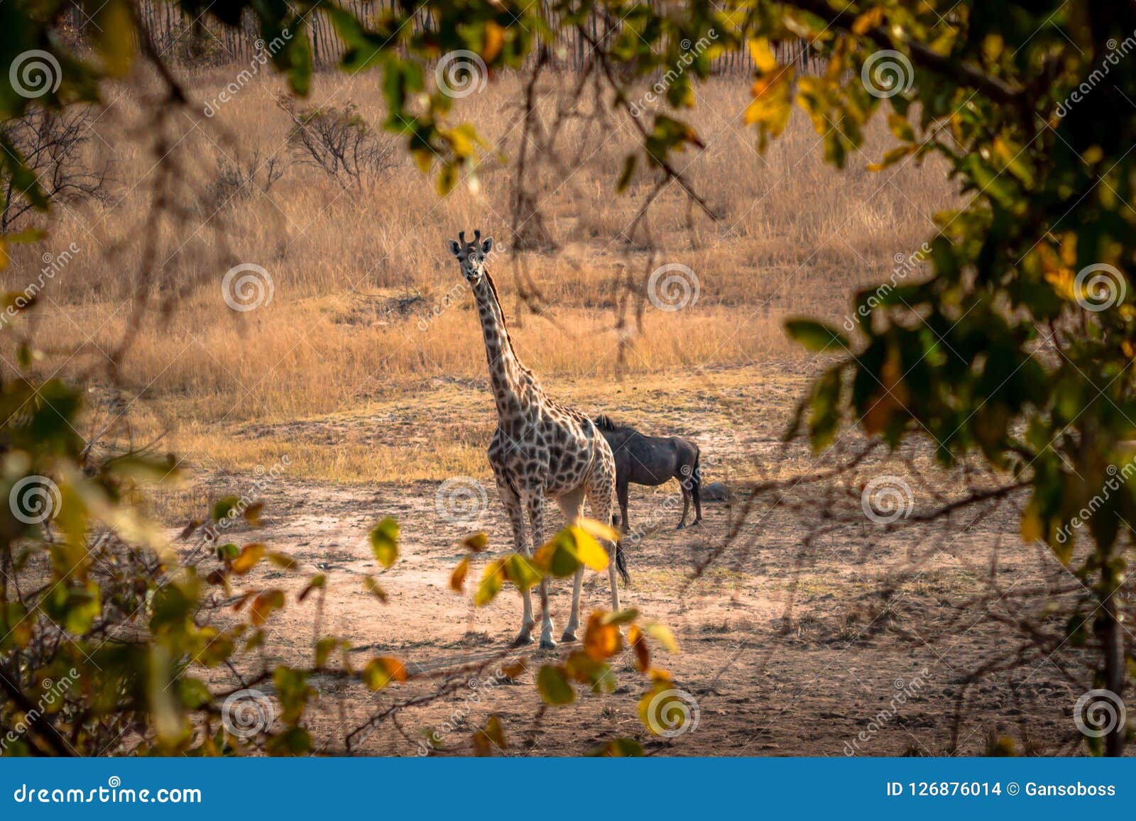 Cautious Giraffe Seen through Leafs, Matopos, Zimbabwe Stock Photo ...