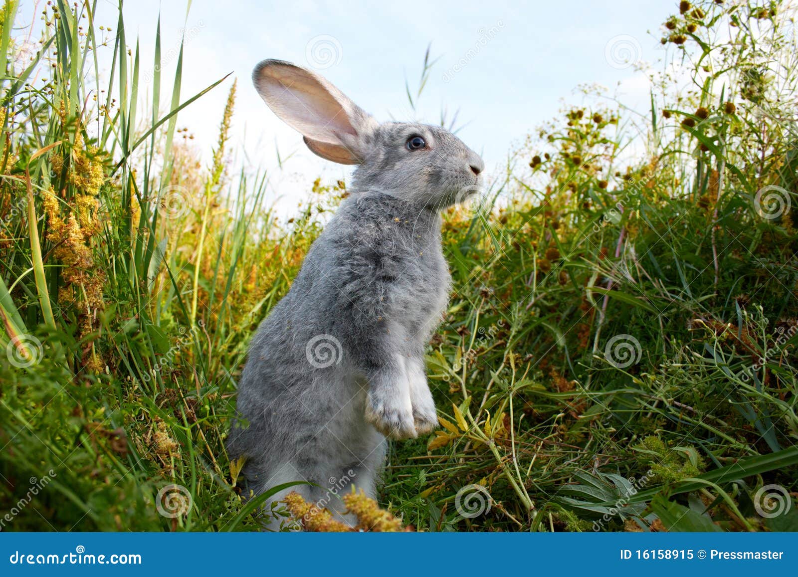 Cautious hare stock image. Image of gift, holiday, event - 16158915