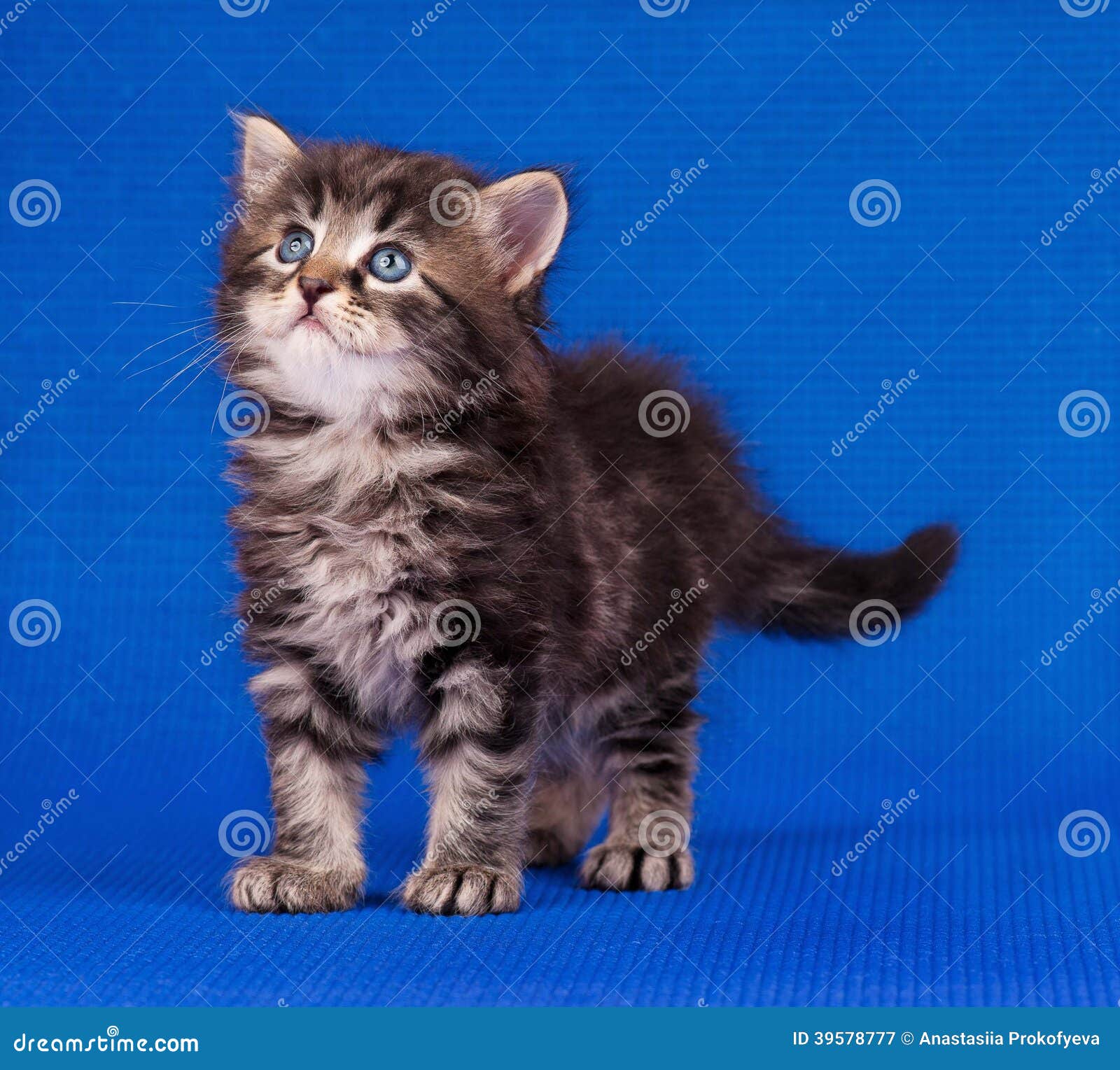Cautious kitten stock image. Image of puss, miss, claws - 39578777
