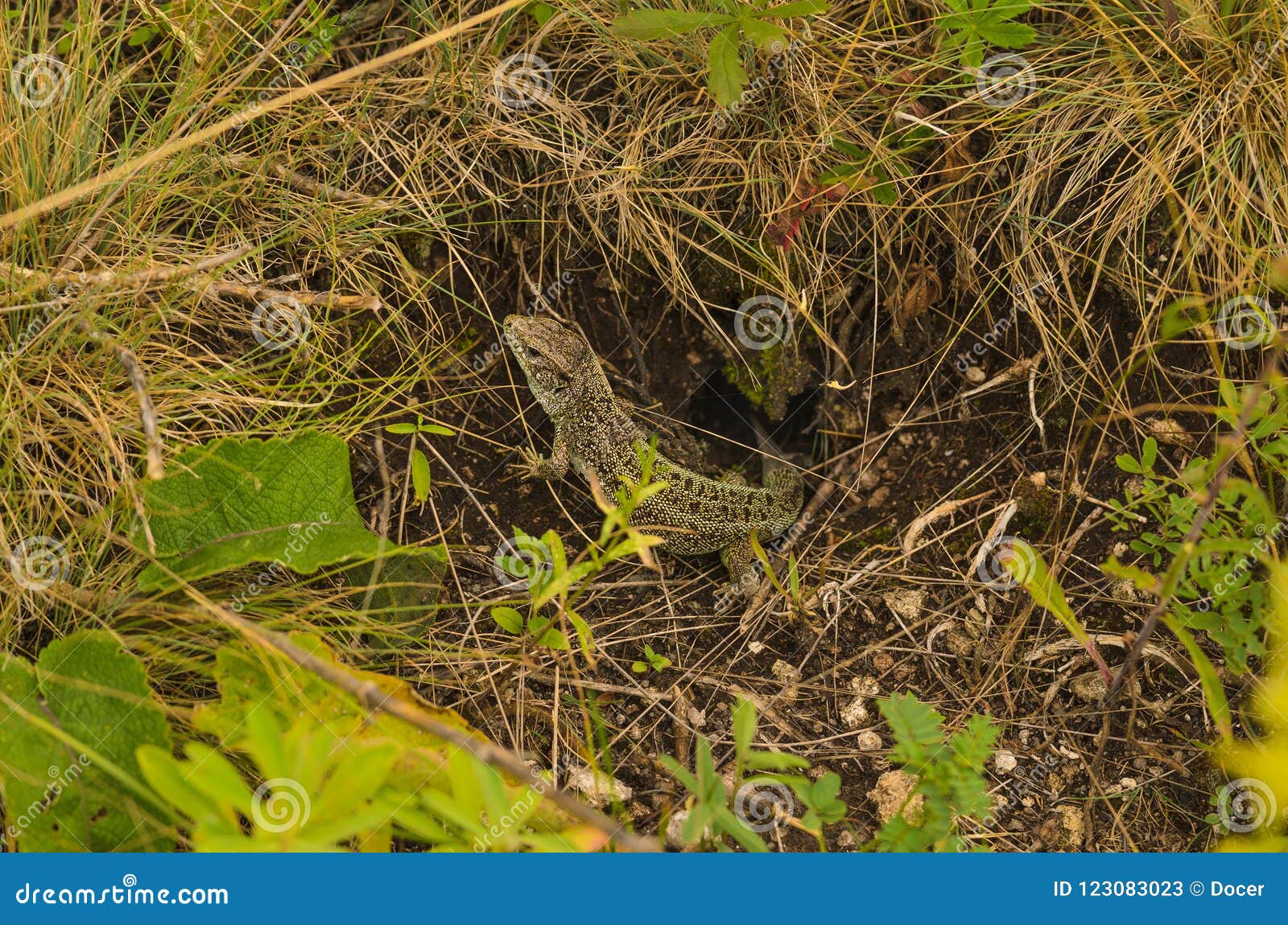 Cautious Lizard Basks in Sun at His Burrow Stock Image - Image of bask ...