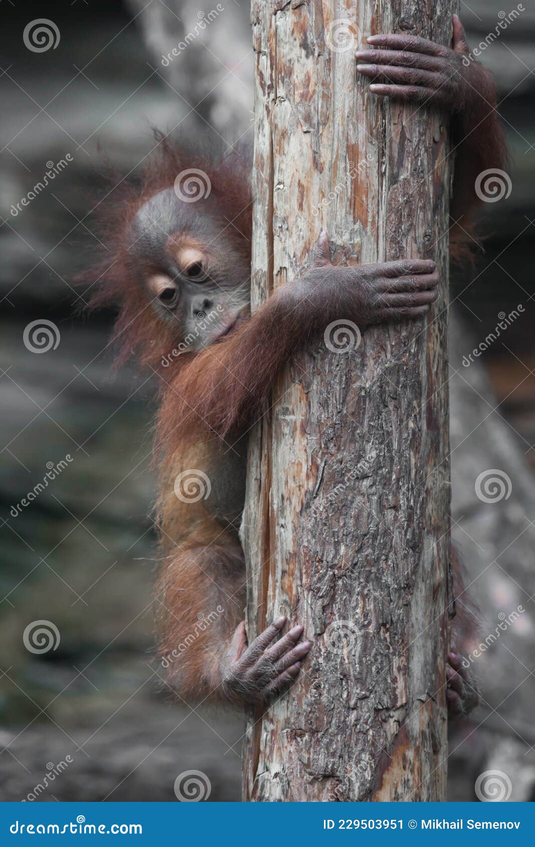 A Cautious Look Down. Independent Baby Orangutan Cautiously and ...