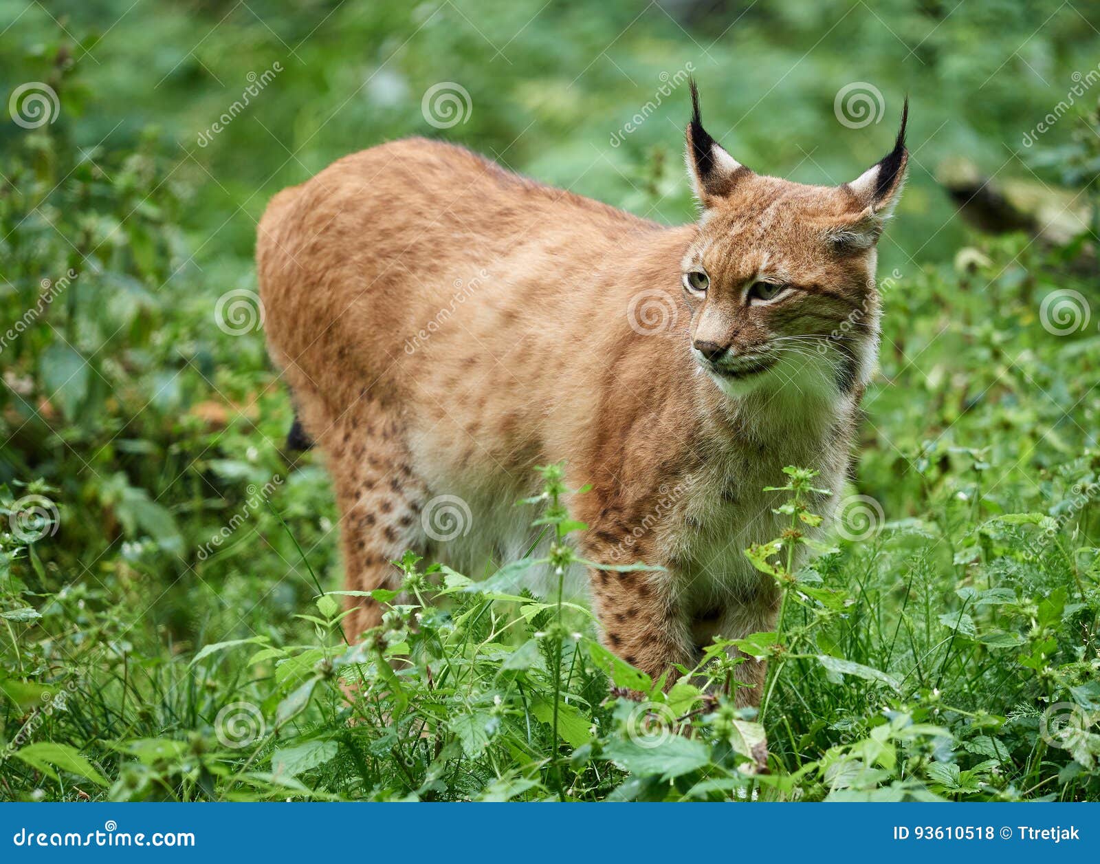 Cautious Lynx Standing in the Grass Stock Photo - Image of attractive ...