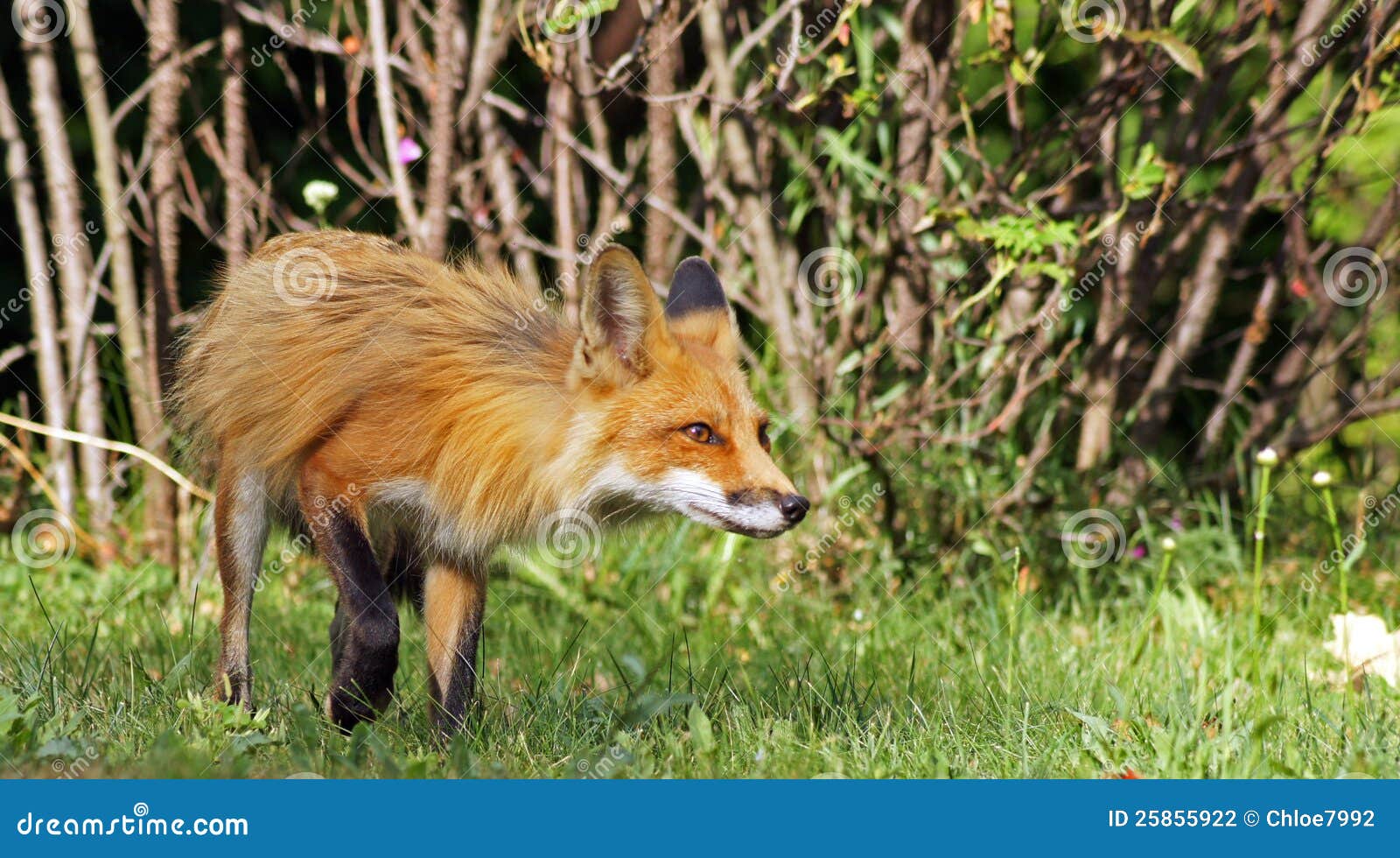 Cautious red fox stock photo. Image of natural, wildlife - 25855922
