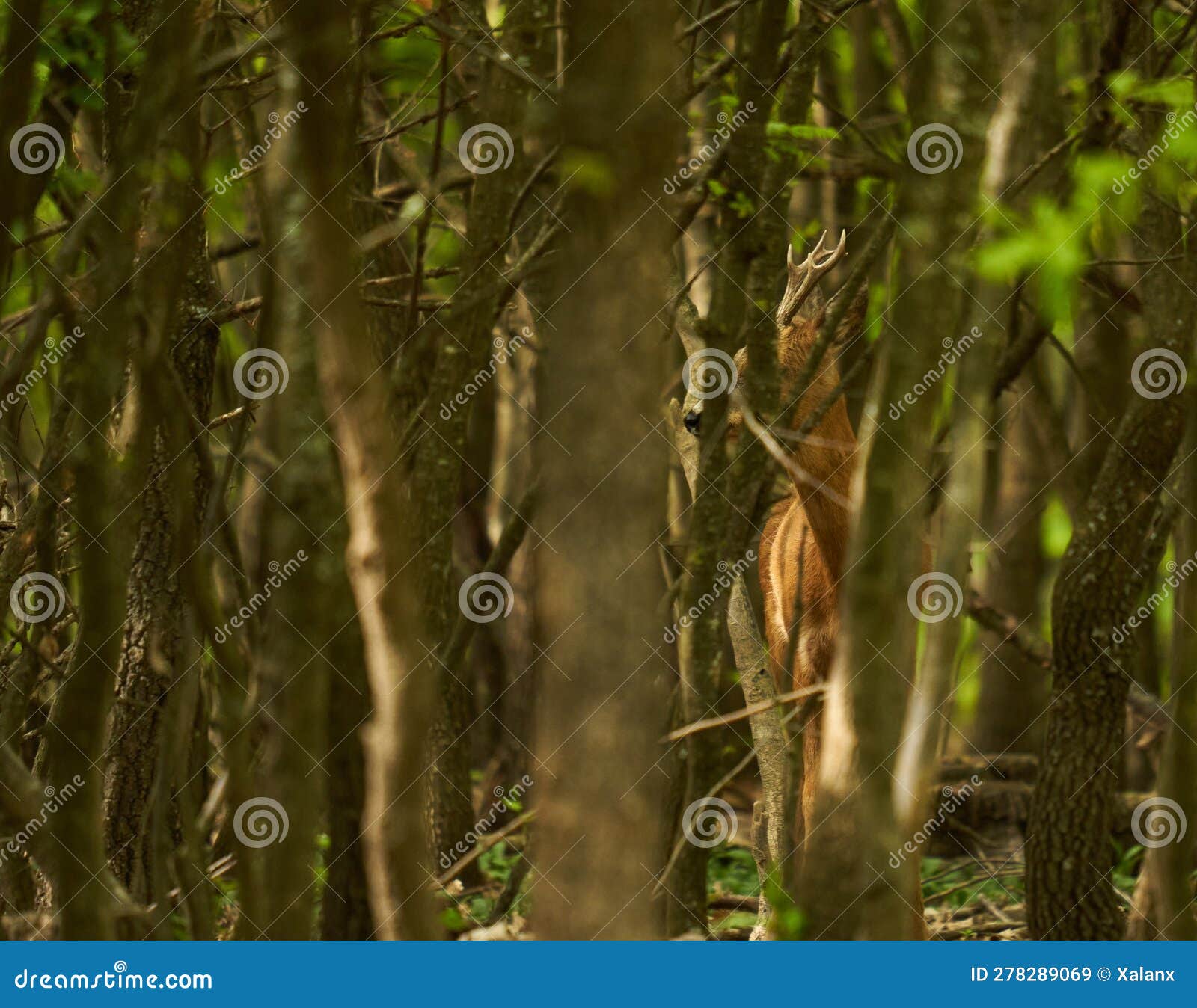 Cautious Roebuck in an Oak Forest Stock Image - Image of mammal, animal ...