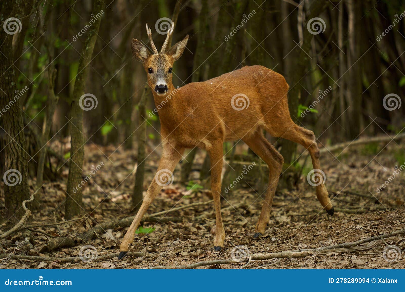 Cautious Roebuck in an Oak Forest Stock Photo - Image of animal, wild ...
