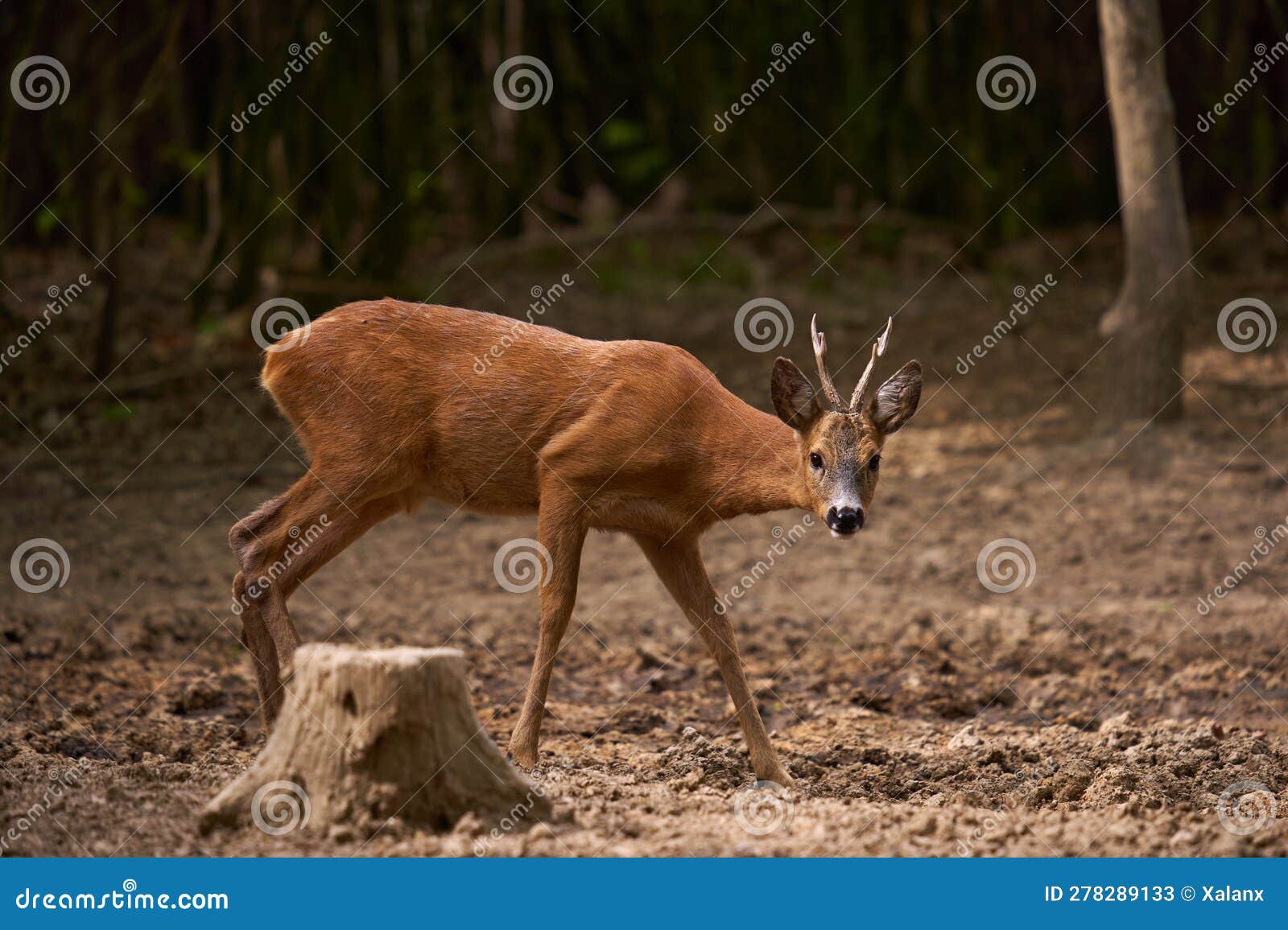 Cautious Roebuck in an Oak Forest Stock Image - Image of horns ...