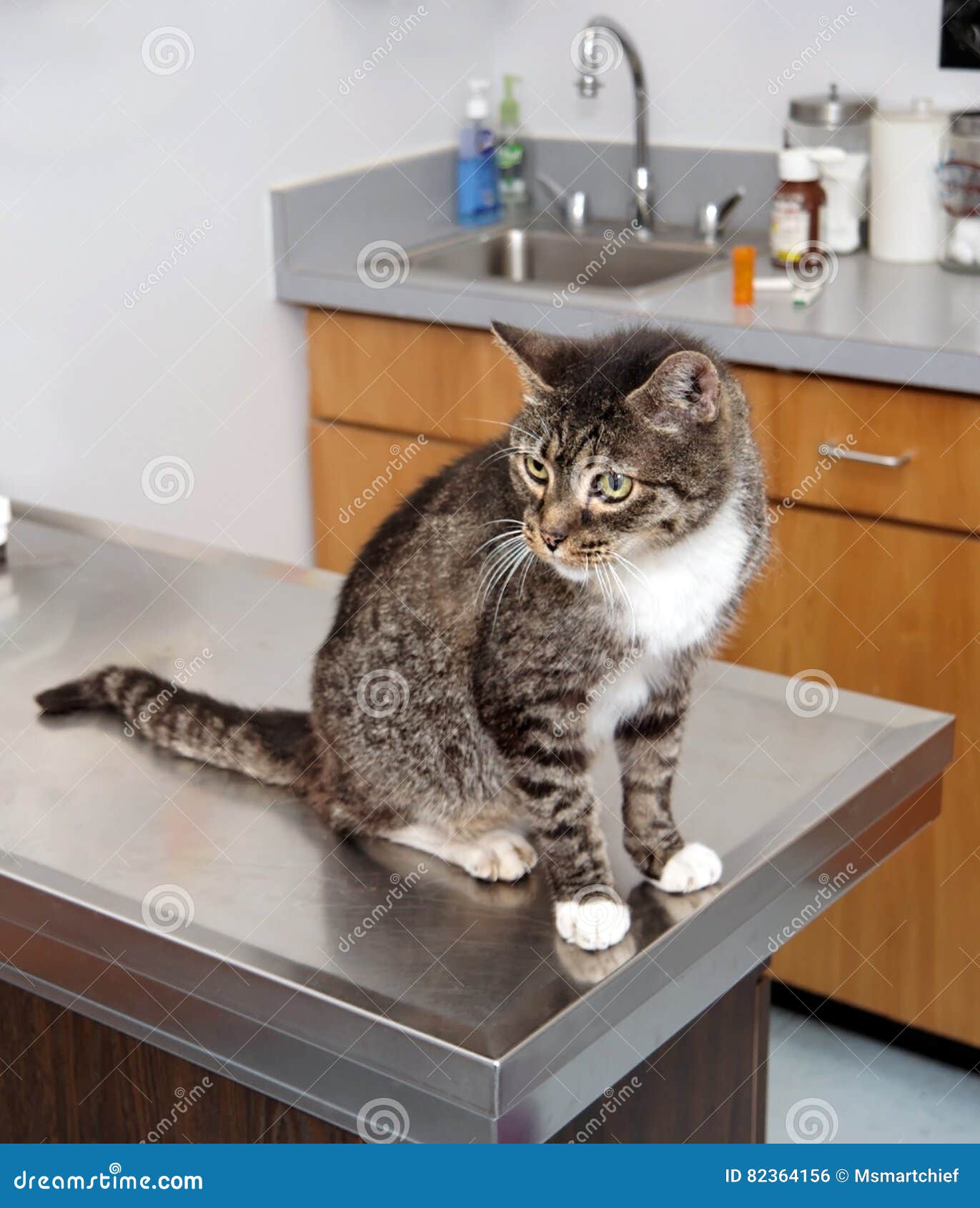 Cautious Tabby Cat Vet Stock Photos - Free & Royalty-Free Stock Photos ...