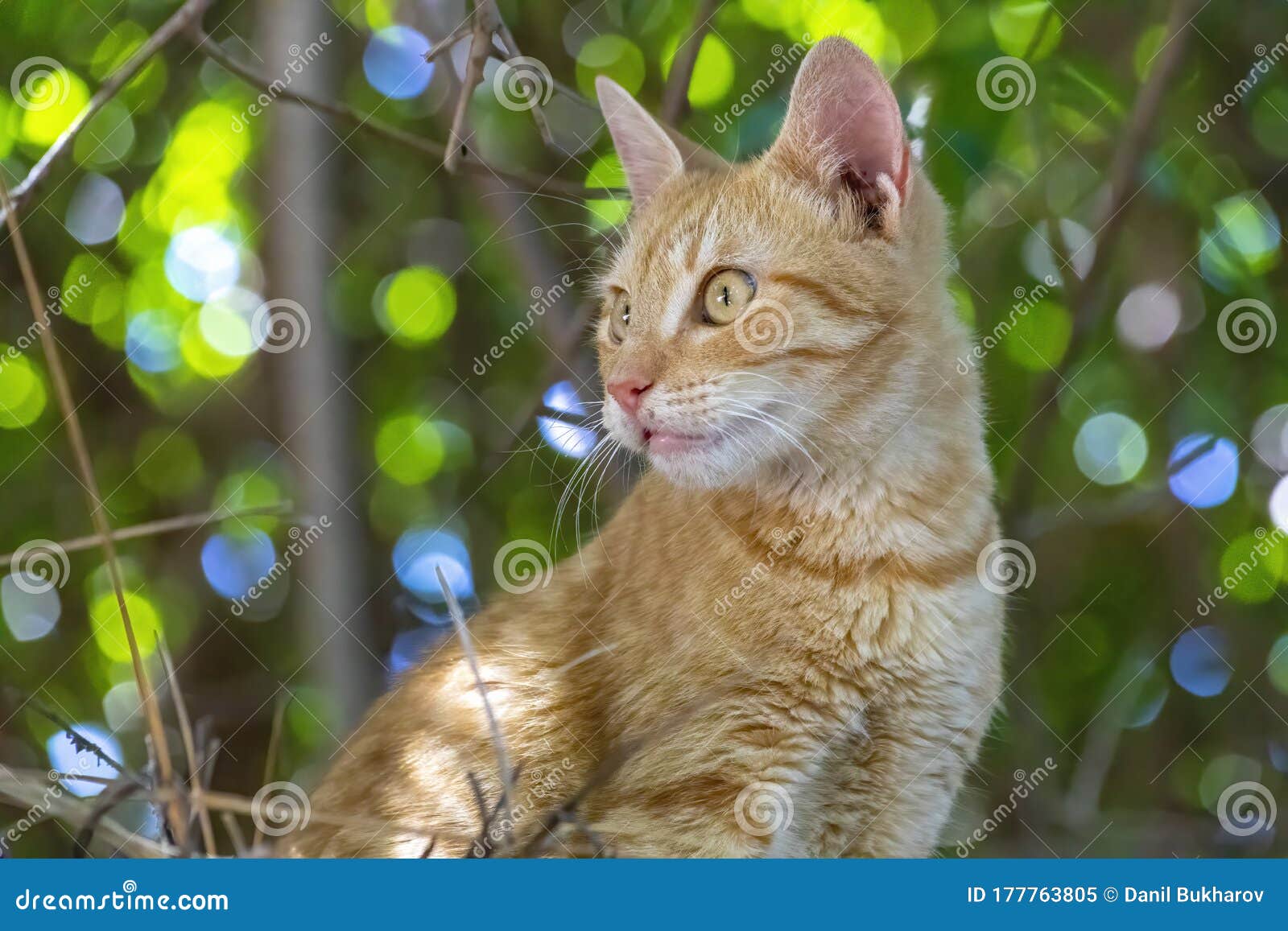 Cautious Young Cat Hidding in the Tree Stock Image - Image of lovable ...