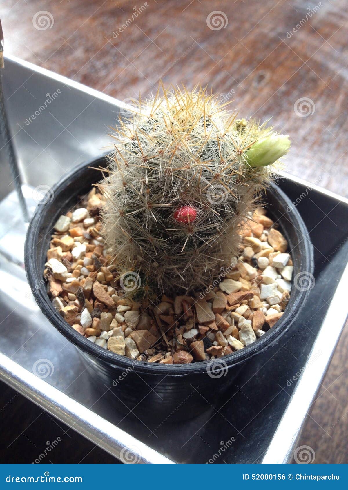 Cautus stock photo. Image of light, plant, cautus, cactus - 52000156