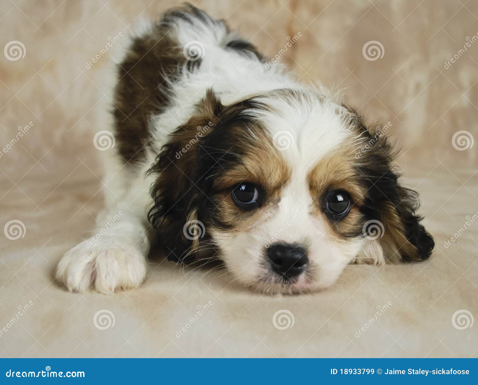 Cavachon Puppy stock image. Image of card, animal, spot - 18933799