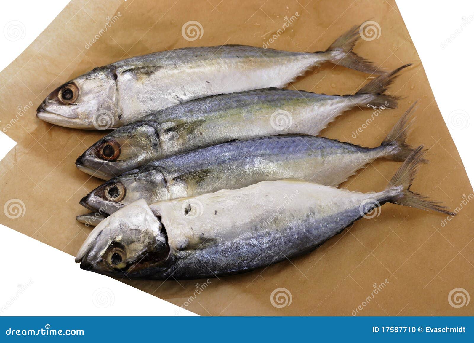 Cavala foto de stock. Imagem de cavala, marisco, marrom - 17587710