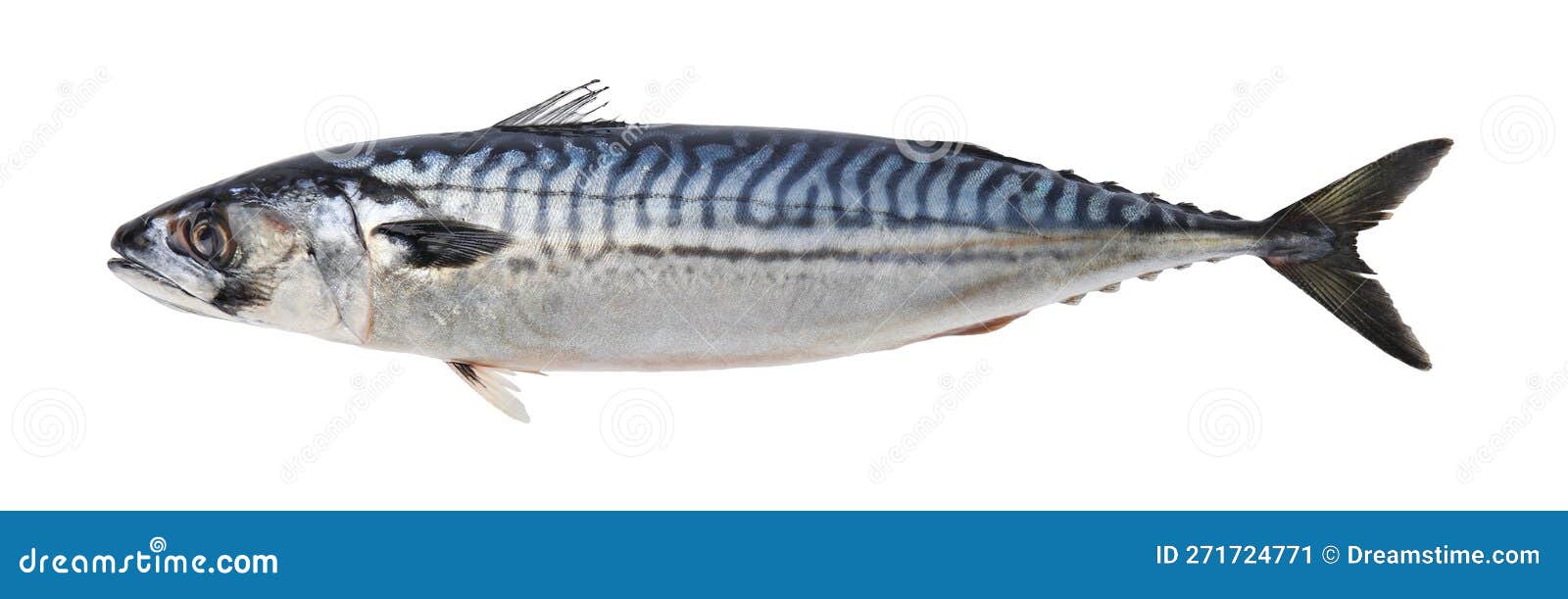 Cavala Crua Saborosa, Isolada Em Branco Imagem de Stock - Imagem de ...