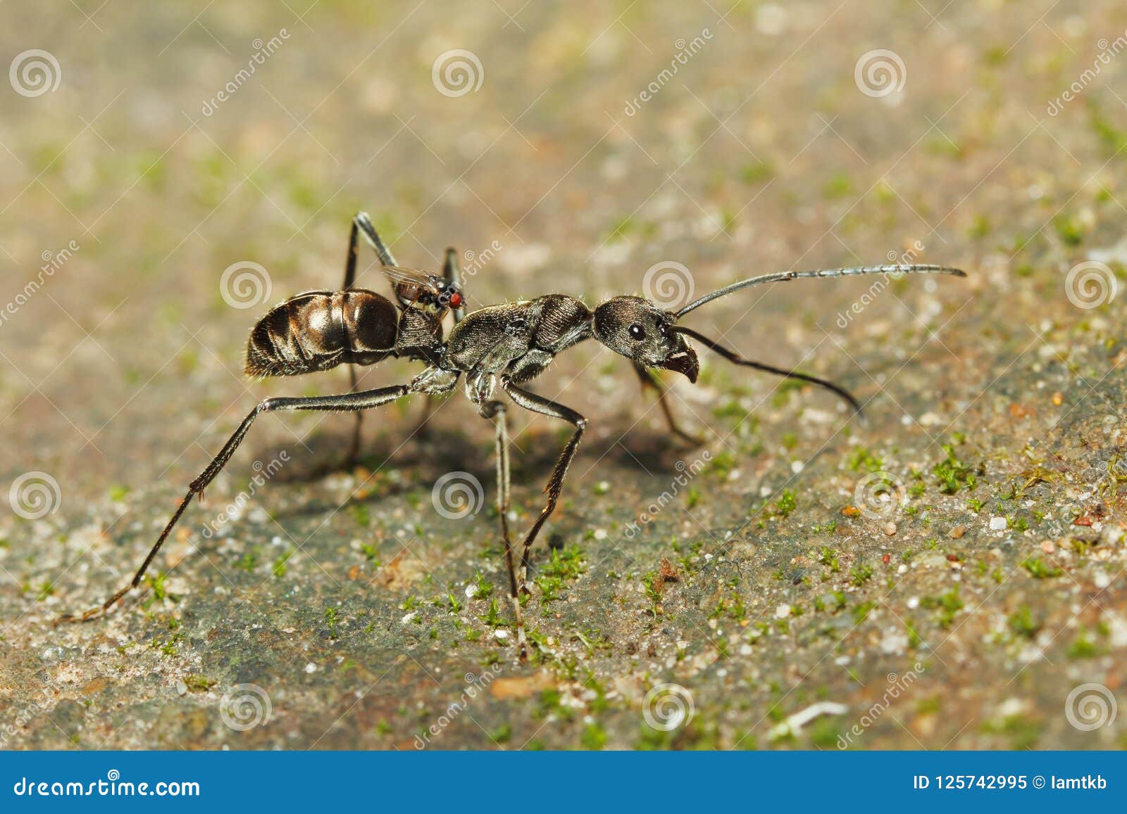 Cavaleiro da formiga imagem de stock. Imagem de cabelo - 125742995