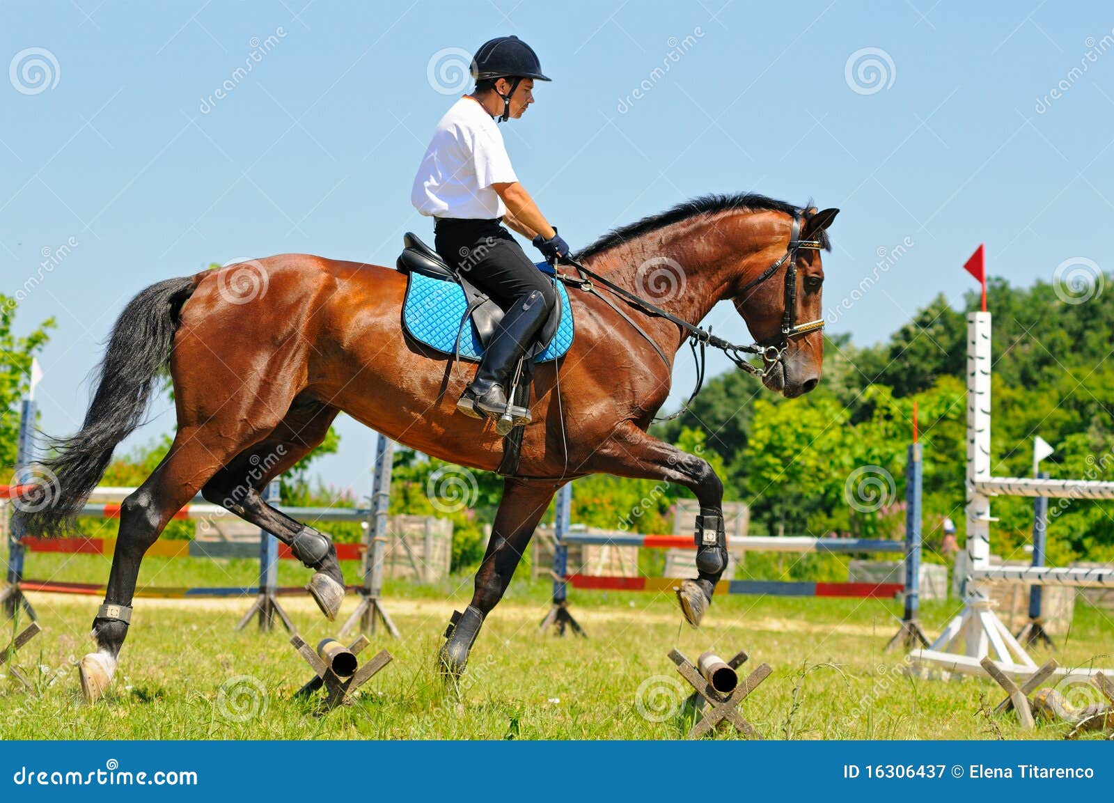 Cavaletti work stock image. Image of mare, fast, horsemanship - 16306437