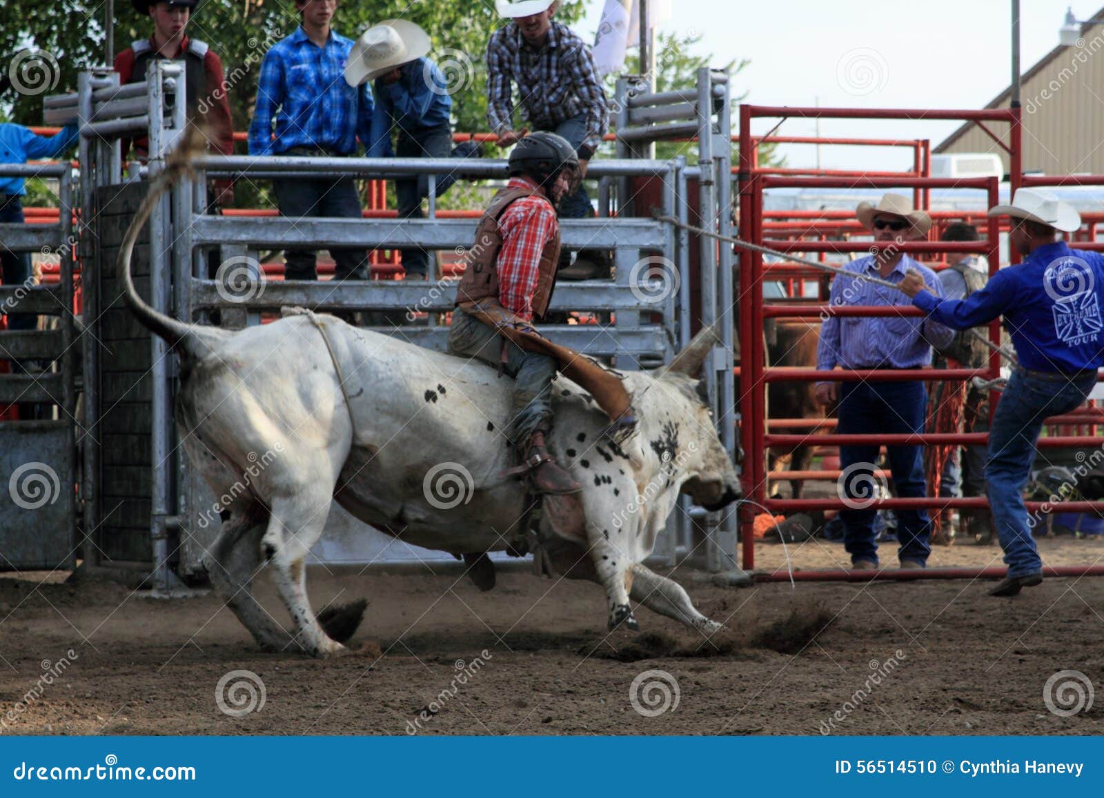 Cavalier de Taureau image éditorial. Image du rodeo, taureau - 56514510