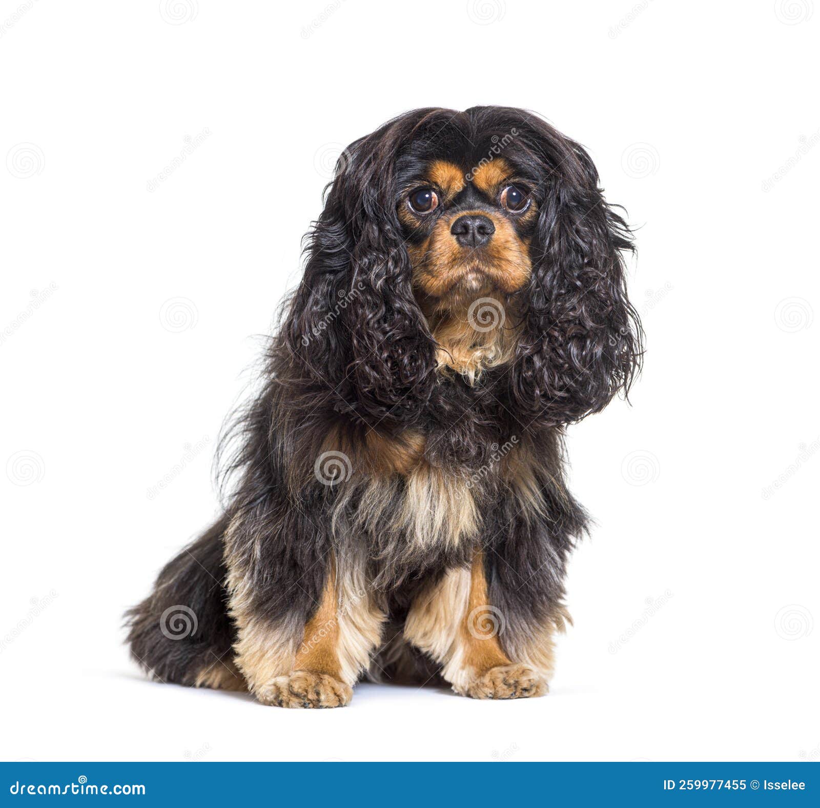 Cavalier King Charles Sitting and Looking at the Camera, Isolated on ...