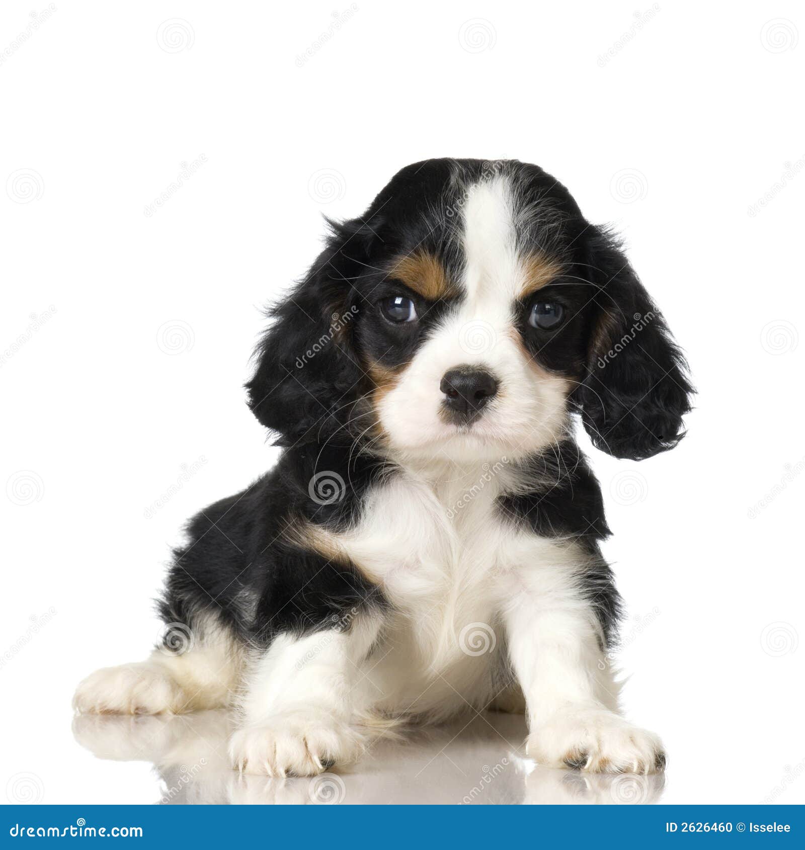 Cocker Spaniel Puppy Angry Photos - Free & Royalty-Free Stock Photos ...