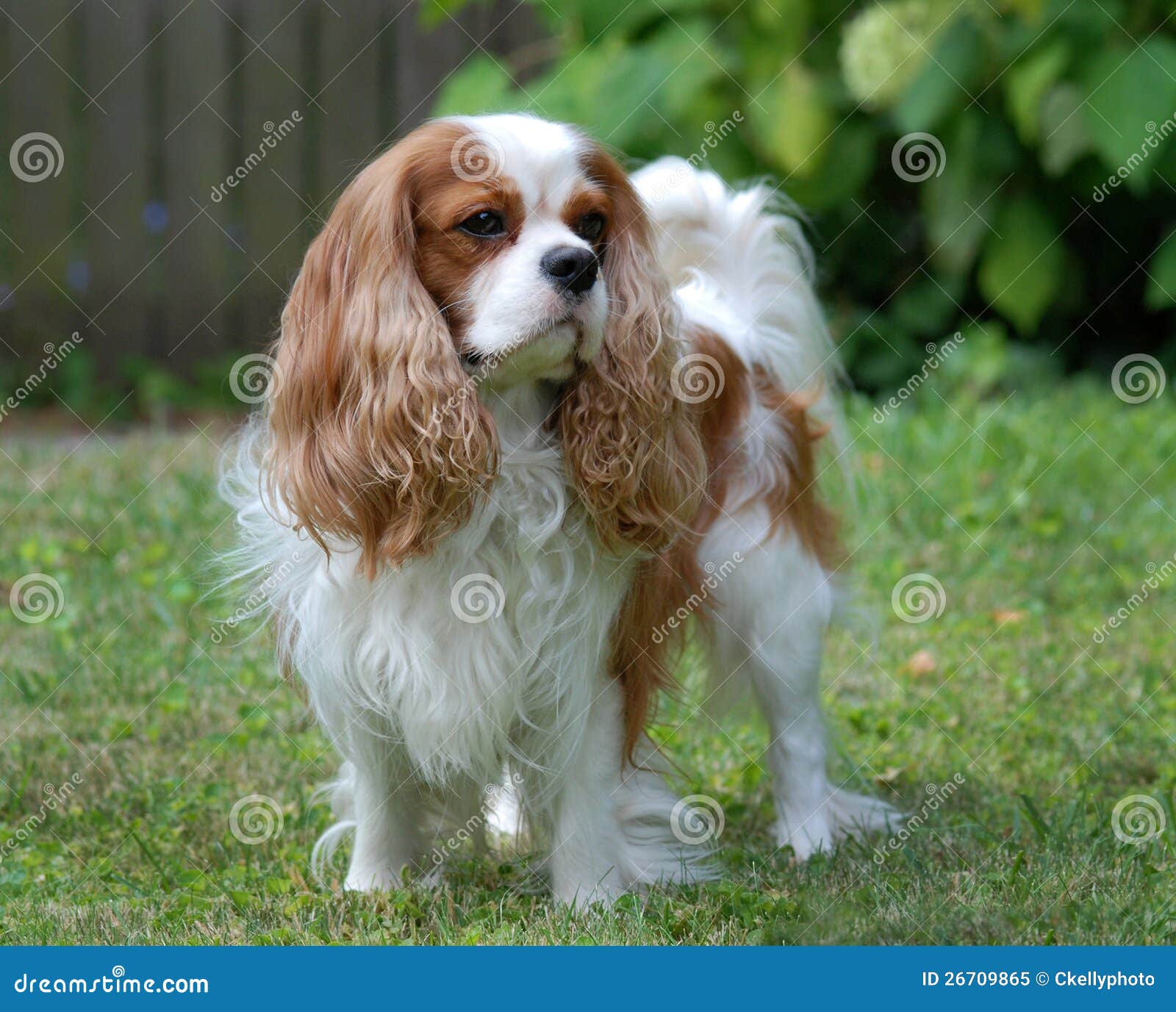Cavalier King Charles Spaniel Stock Image - Image of outdoor, portrait ...