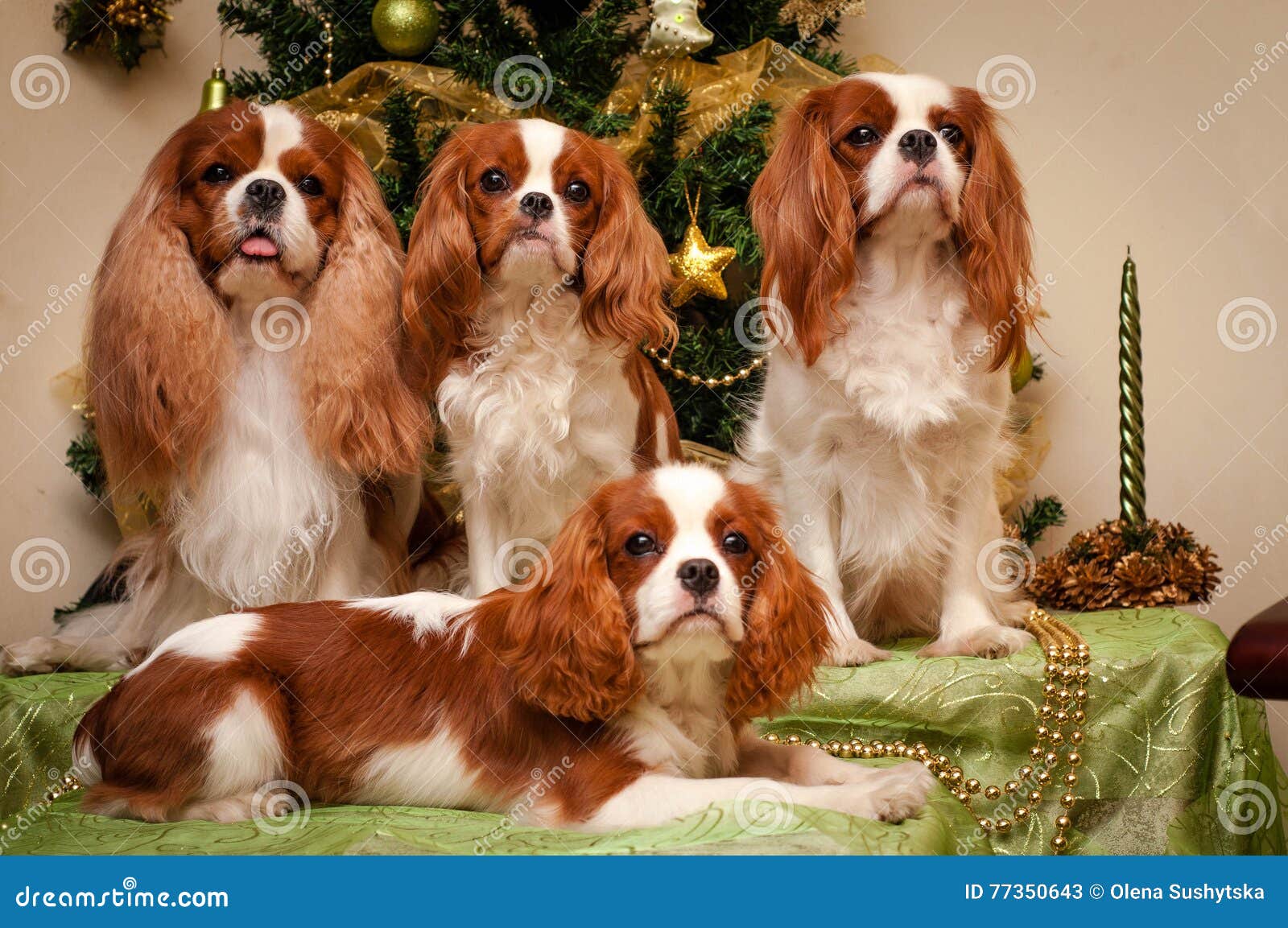 Cavalier King Charles Spaniel on the Background of the Christmas Tree ...